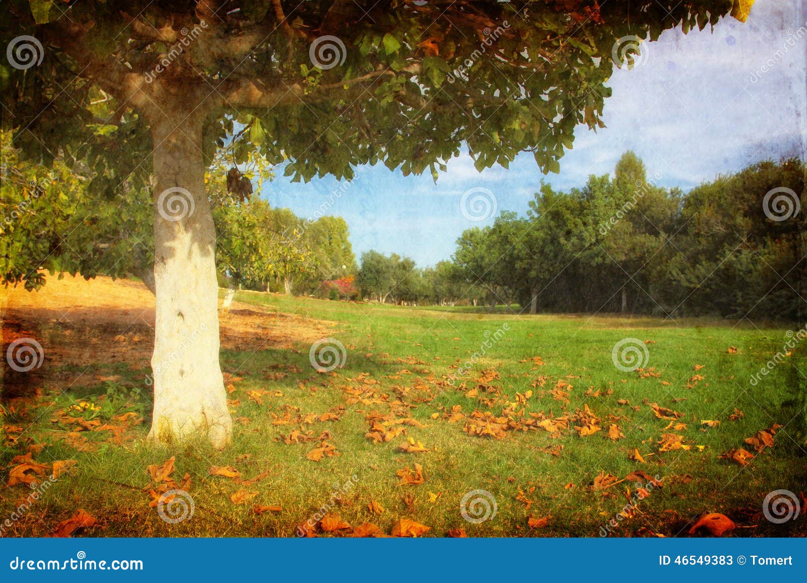 Lonely Autumn Tree. Romantic Autumn Landscape. Texture Background Stock ...