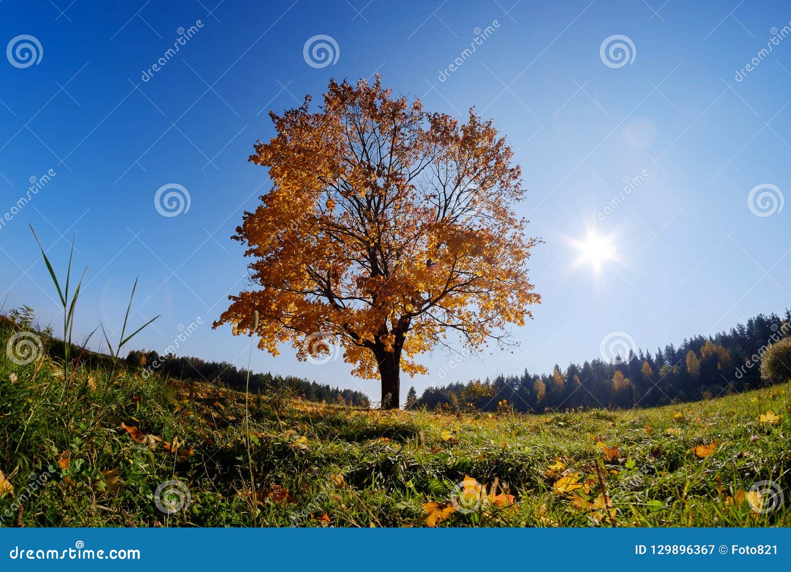 Lonely autumn tree stock image. Image of light, large - 129896367