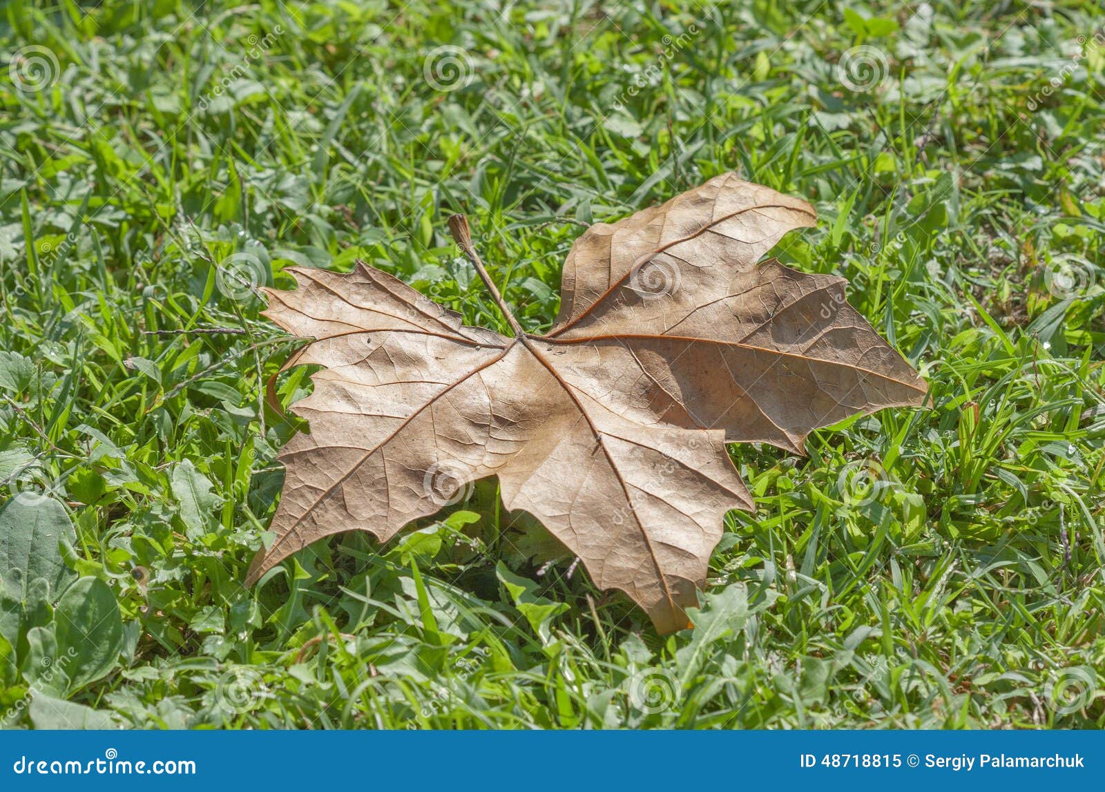 Lonely Autumn Tree Withered Leaf on Green Grass Stock Image - Image of ...
