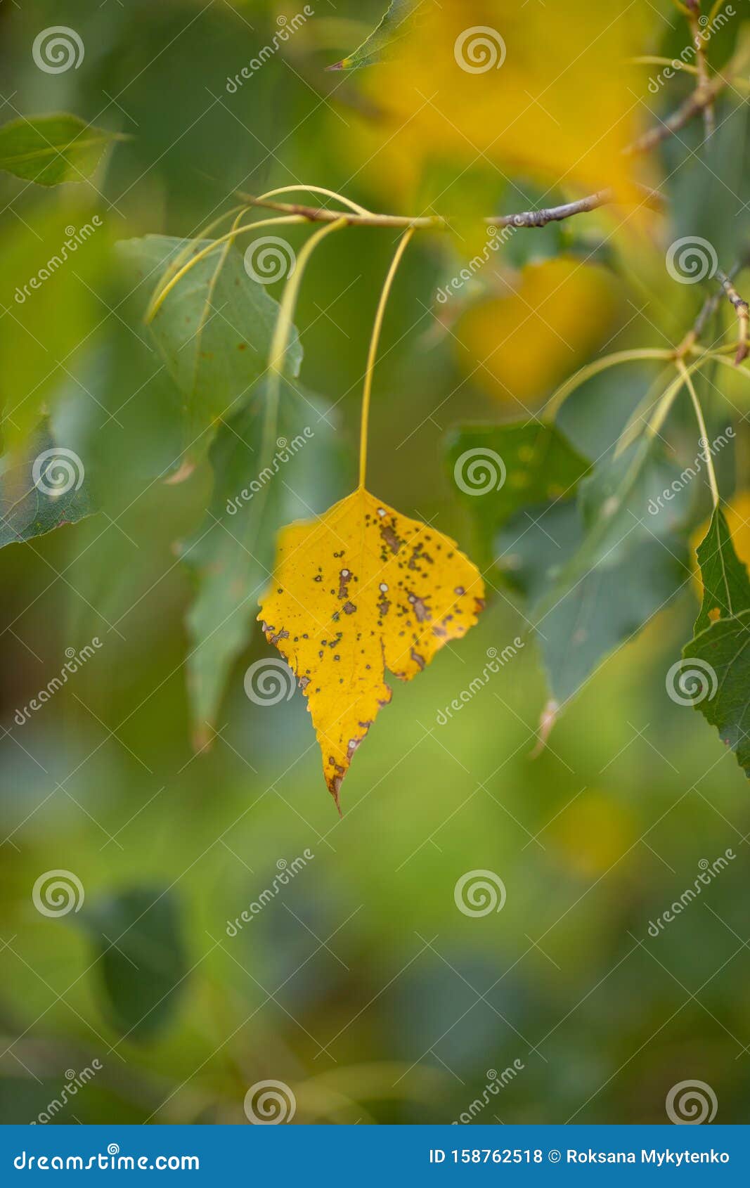 Lonely Autumn Yellow Leaf on a Tree Branch, Side View Selective Focus ...