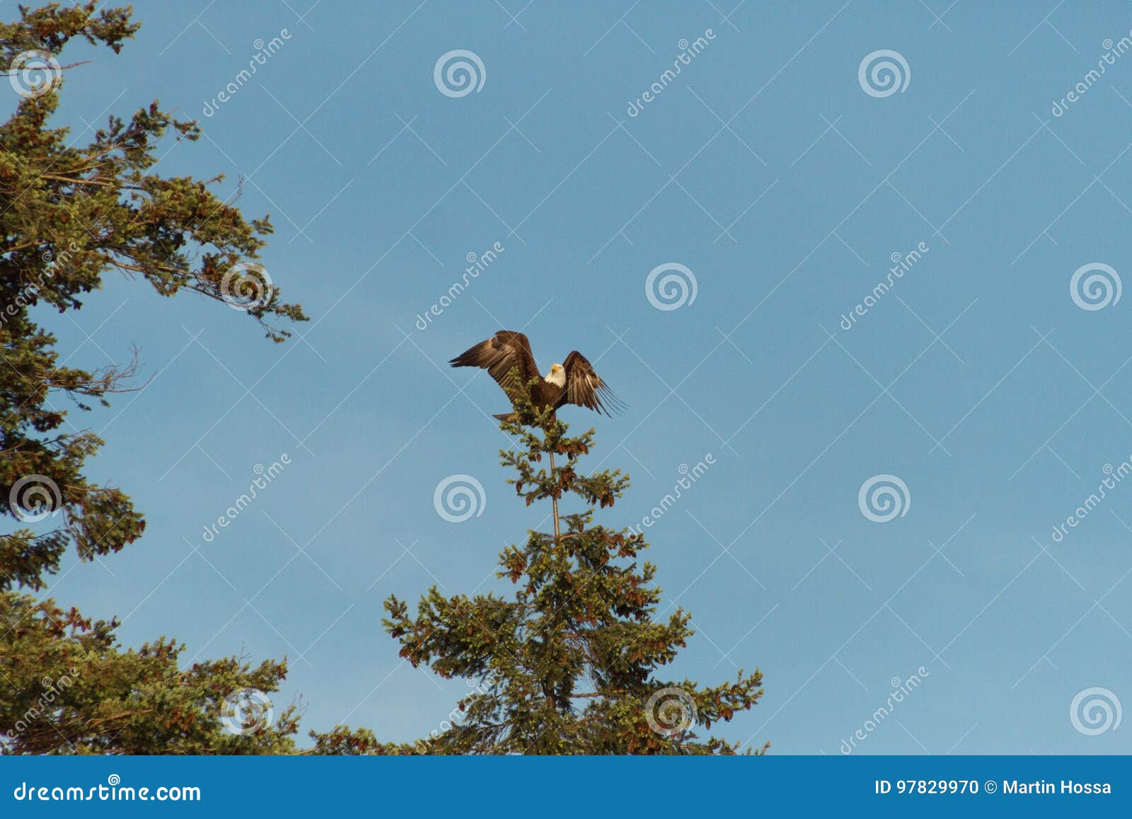 Lonely Bald Eagle Flying in Air Above Trees and Forest Stock Photo ...