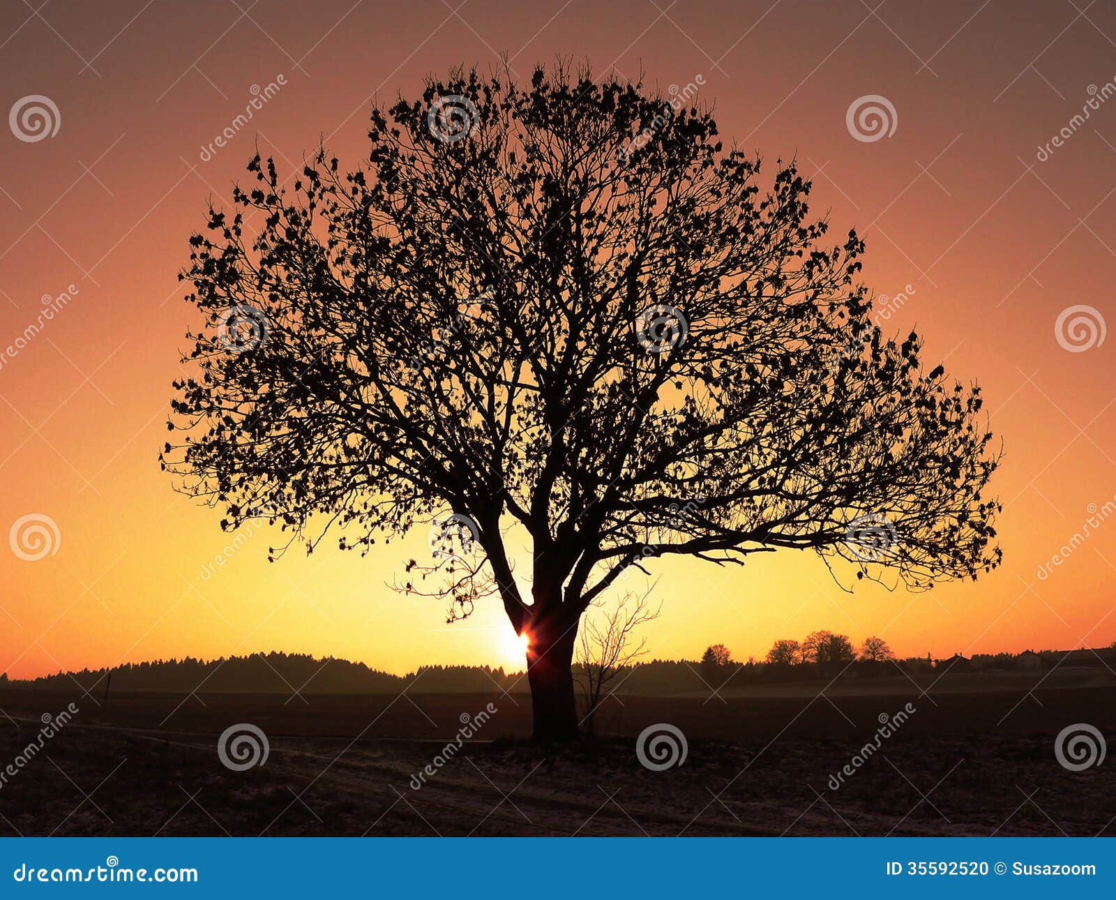 Lonely Bare-faced Tree Against Sunset Sky Stock Photo - Image of ...