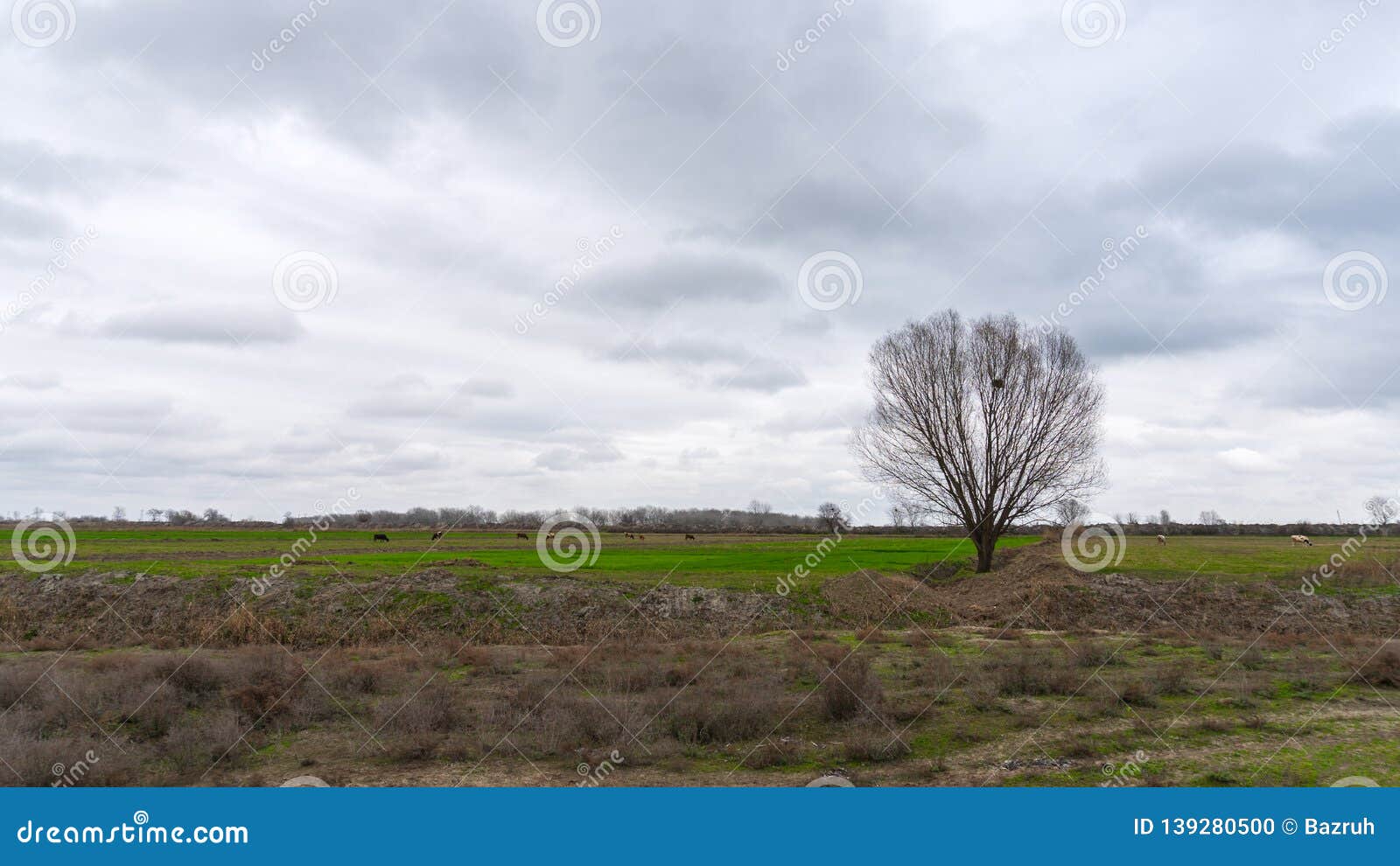 Lonely Bare Tree on a Farm Field Stock Photo - Image of freshness, mood ...