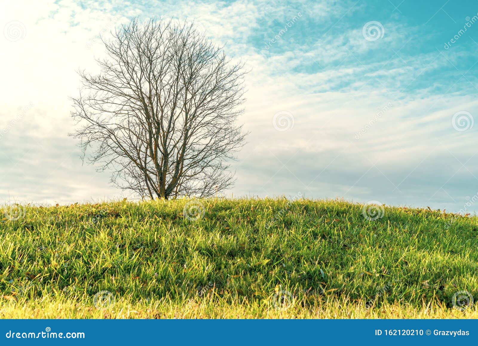 Lonely Bare Tree Growing on the Hill Stock Photo - Image of landscape ...