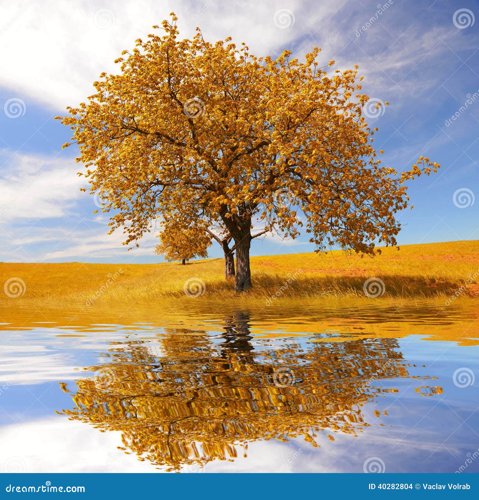 Lonely Beautiful Autumn Tree Stock Photo - Image of lonely, autumn ...