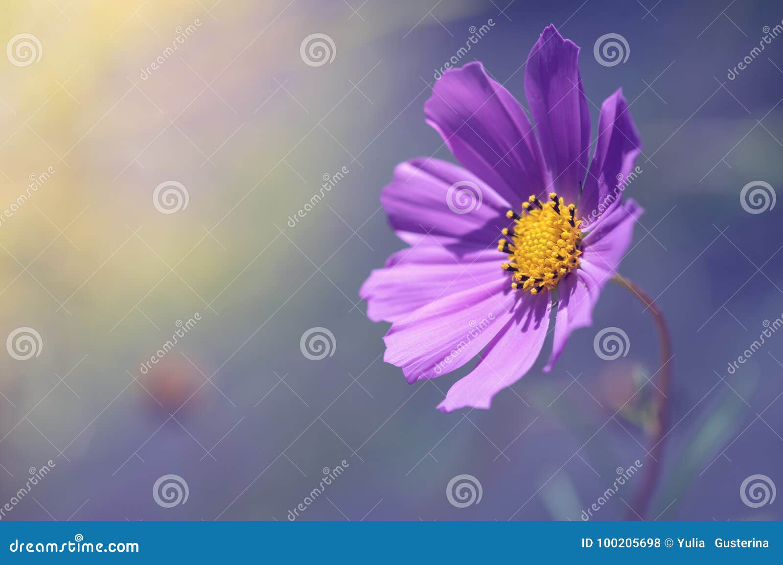 Lonely Beautiful Flower Closeup. Purple Cosmos. Stock Photo - Image of ...