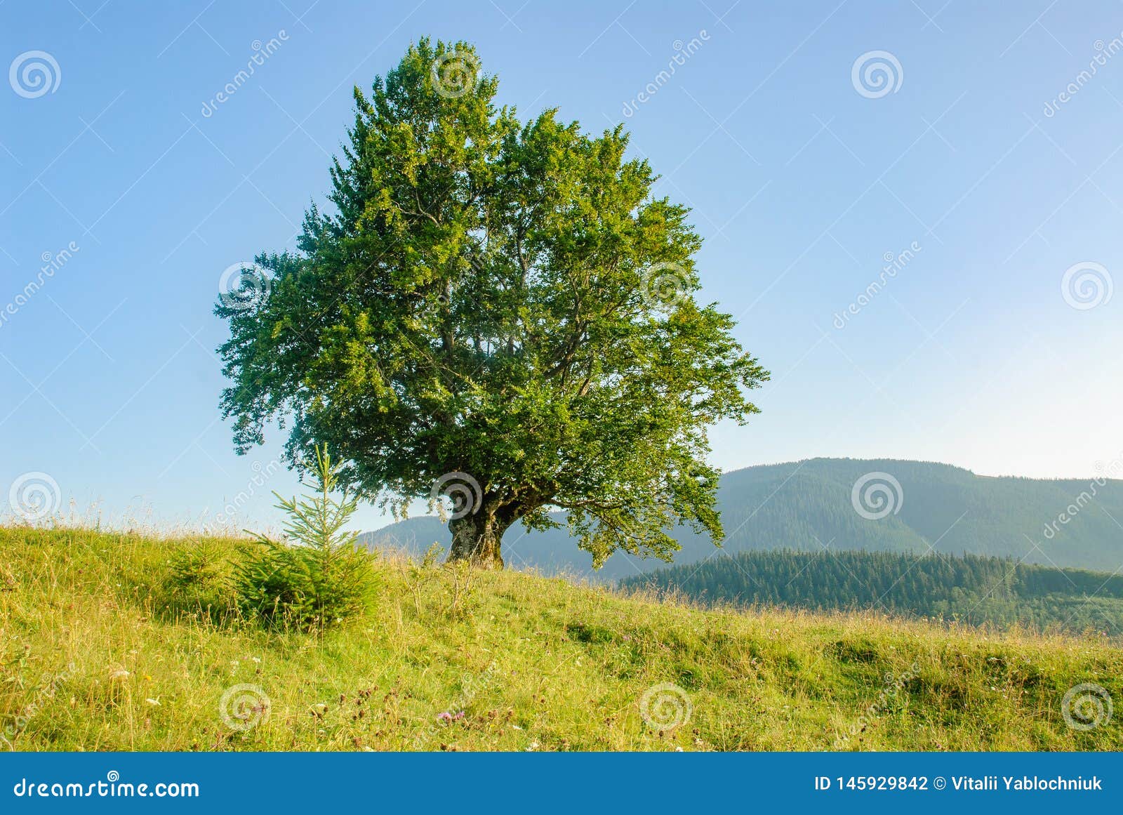 Lonely Beech Tree in Mountains Stock Photo - Image of nature, grass ...