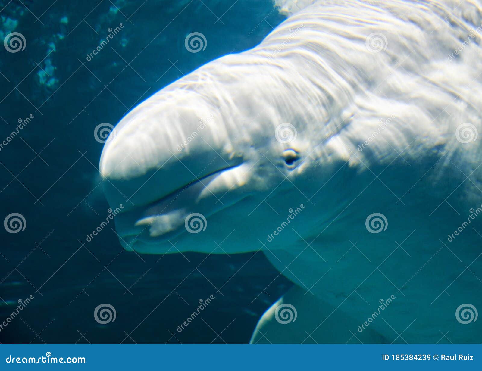 Lonely Beluga in the ocean stock image. Image of rural - 185384239