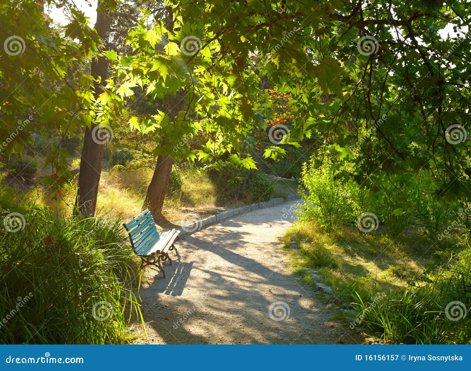 Lonely bench stock image. Image of branch, green, forest - 16156157