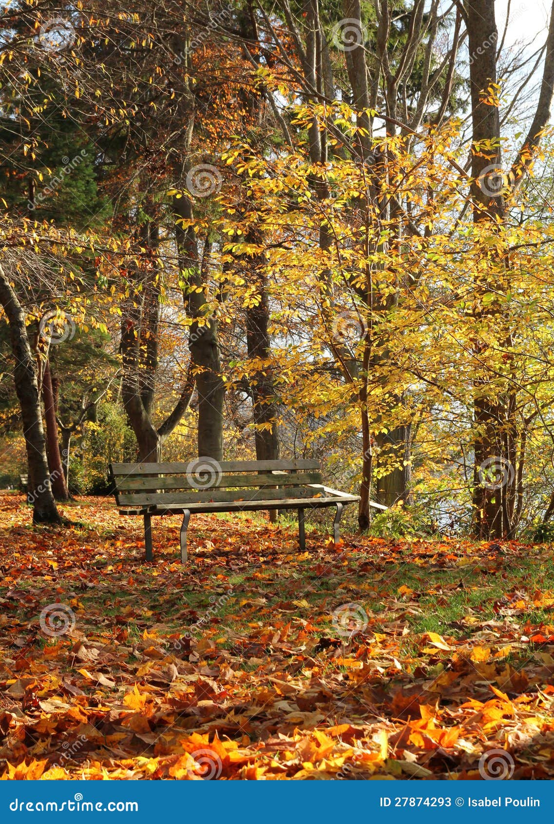 Lonely bench stock image. Image of bench, leaves, tree - 27874293