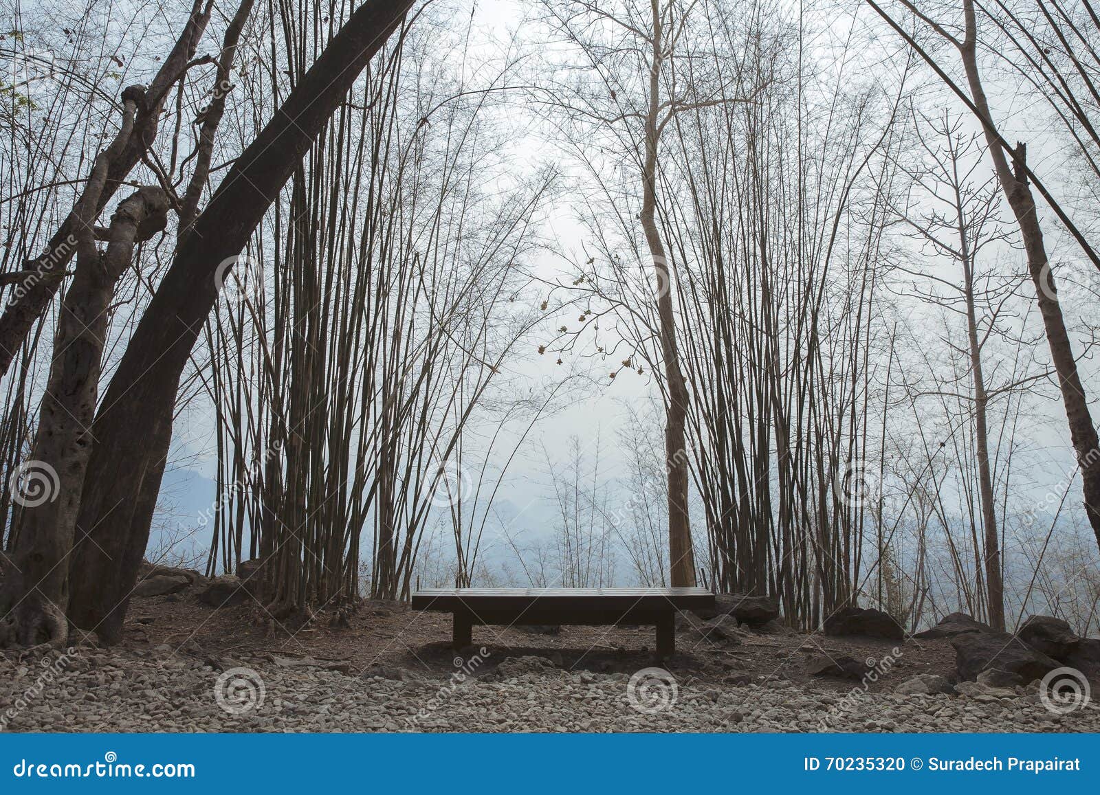Lonely bench in a forest stock photo. Image of alone - 70235320