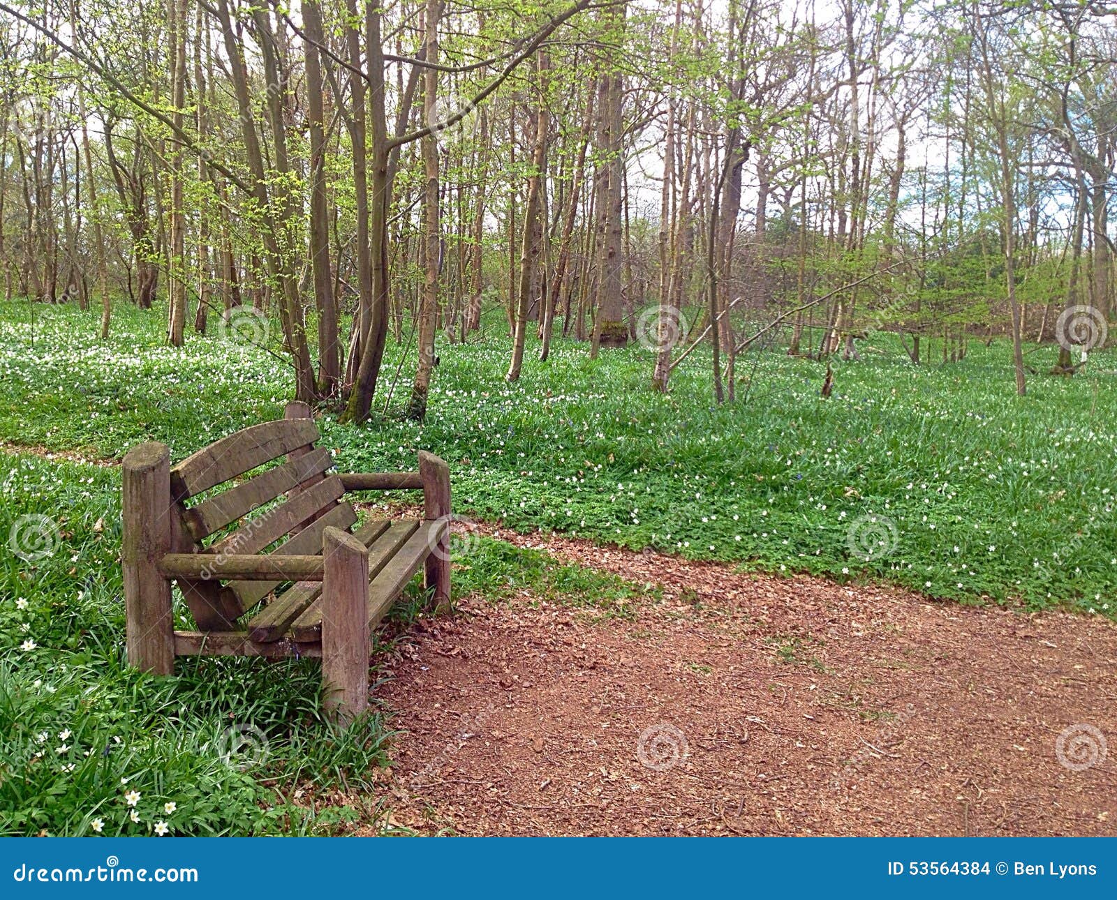 Lonely Bench on a Nature Walk a Bench Surrounded by Nature Stock Photo ...