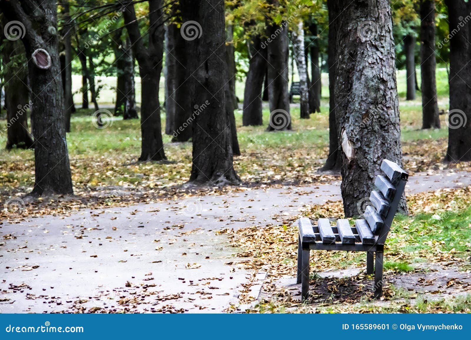 A Lonely Bench in the Park. Loneliness. the Park with Trees Stock Image ...