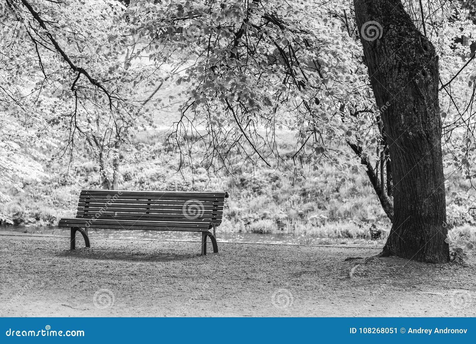 Lonely bench in the park stock image. Image of branches - 108268051