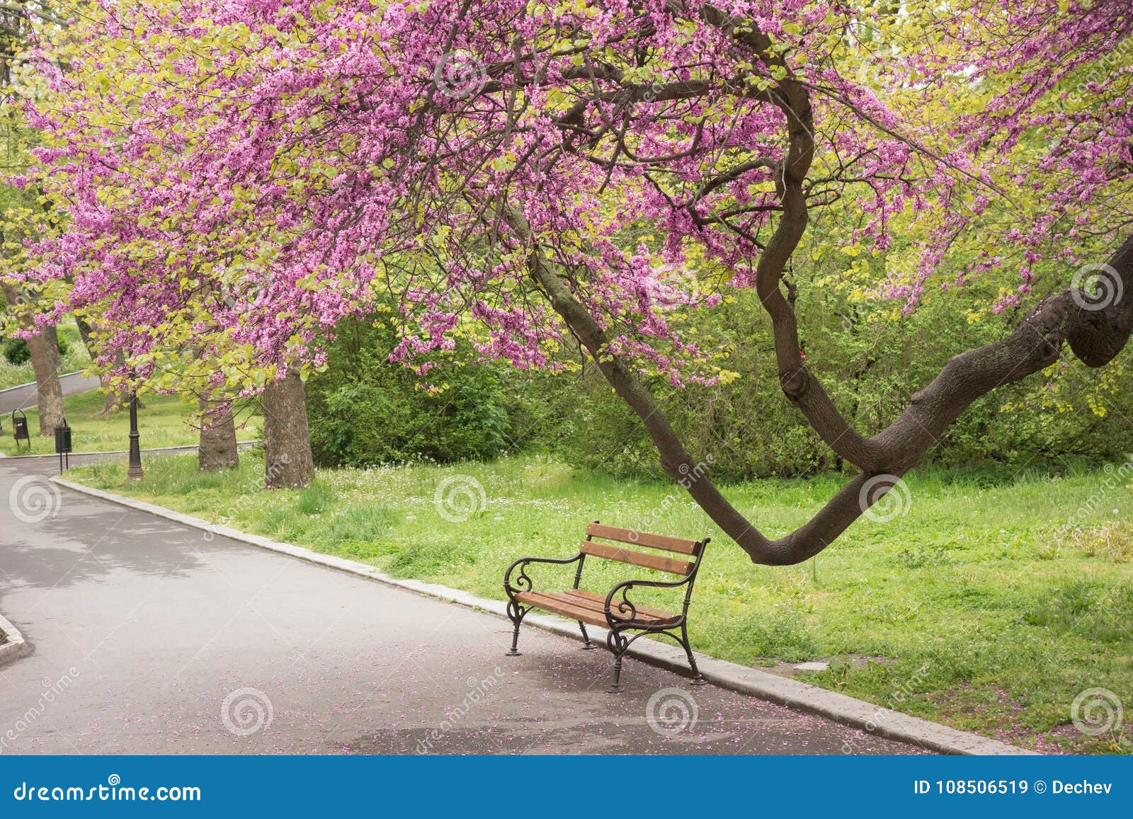 Lonely Bench in the Park Under the Lilac Tree. Spring Concept. Stock ...