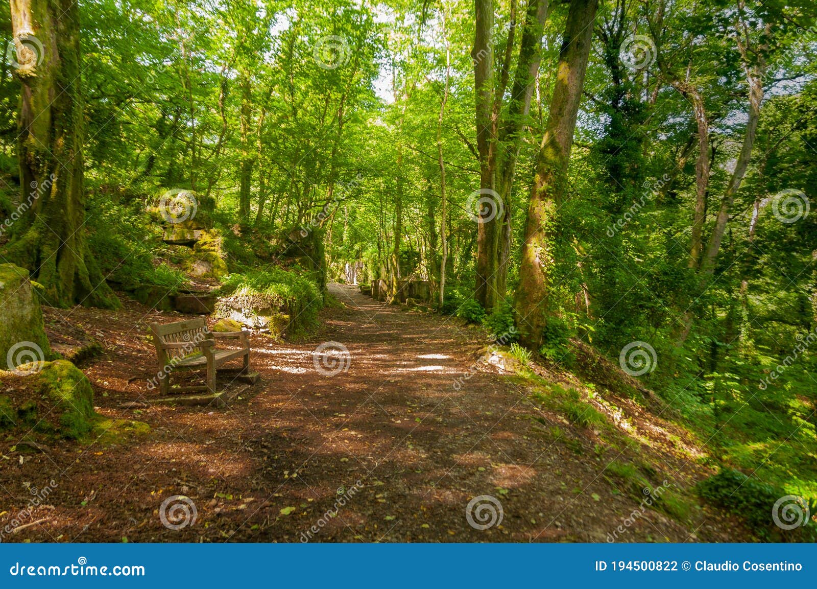 Lonely Bench on a Small Path in the Middle of a Forest Stock Photo ...