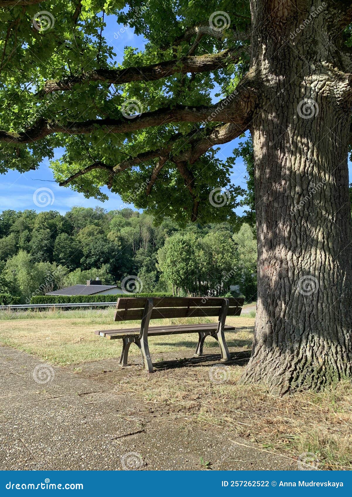 Lonely Bench Under a Tree. Back View Stock Photo - Image of summer ...