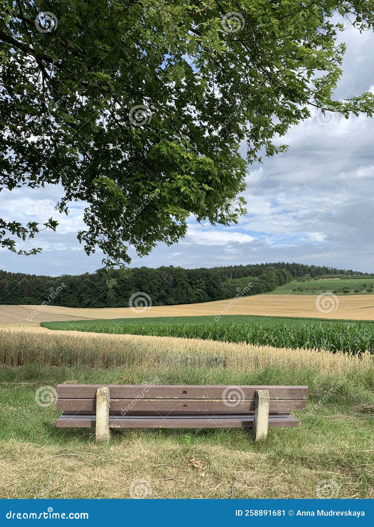 Lonely Bench Under a Tree. Back View Stock Image - Image of back ...