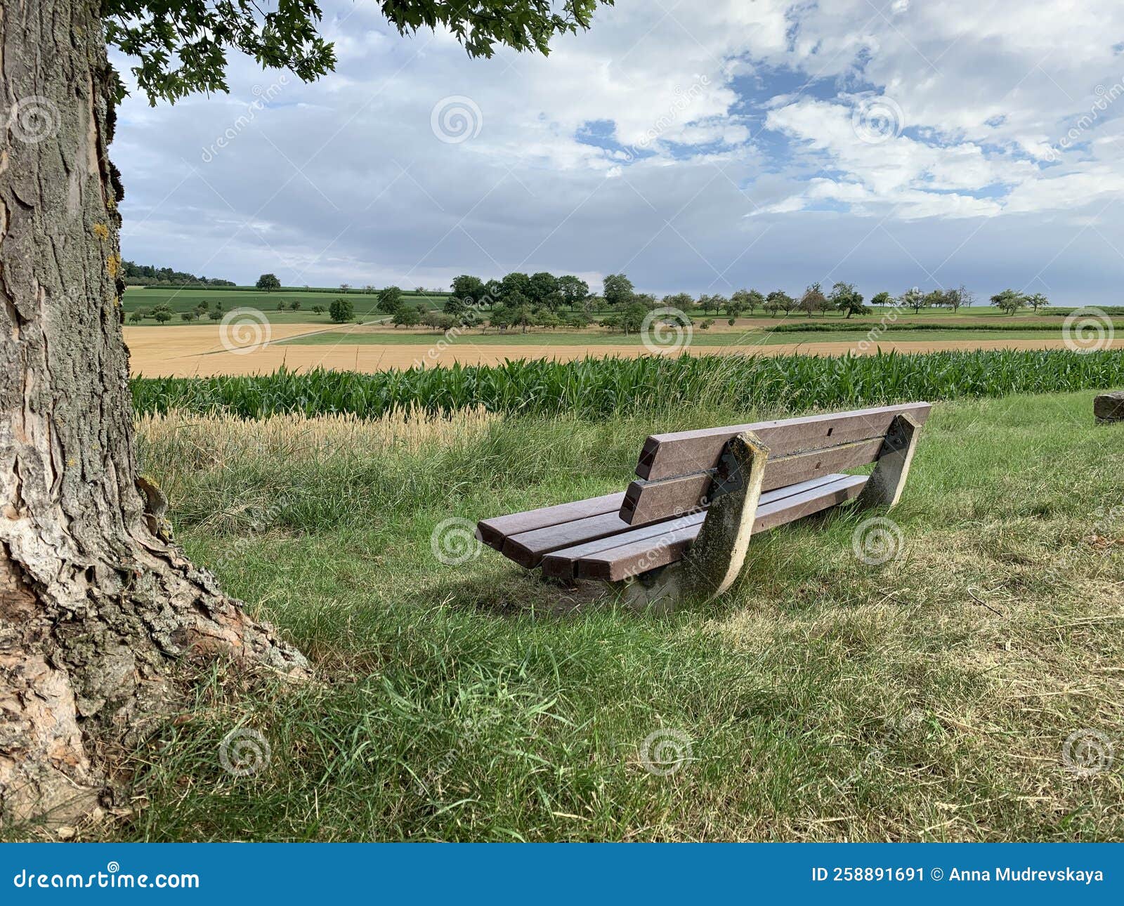 Lonely Bench Under a Tree. Back View Stock Image - Image of rural ...