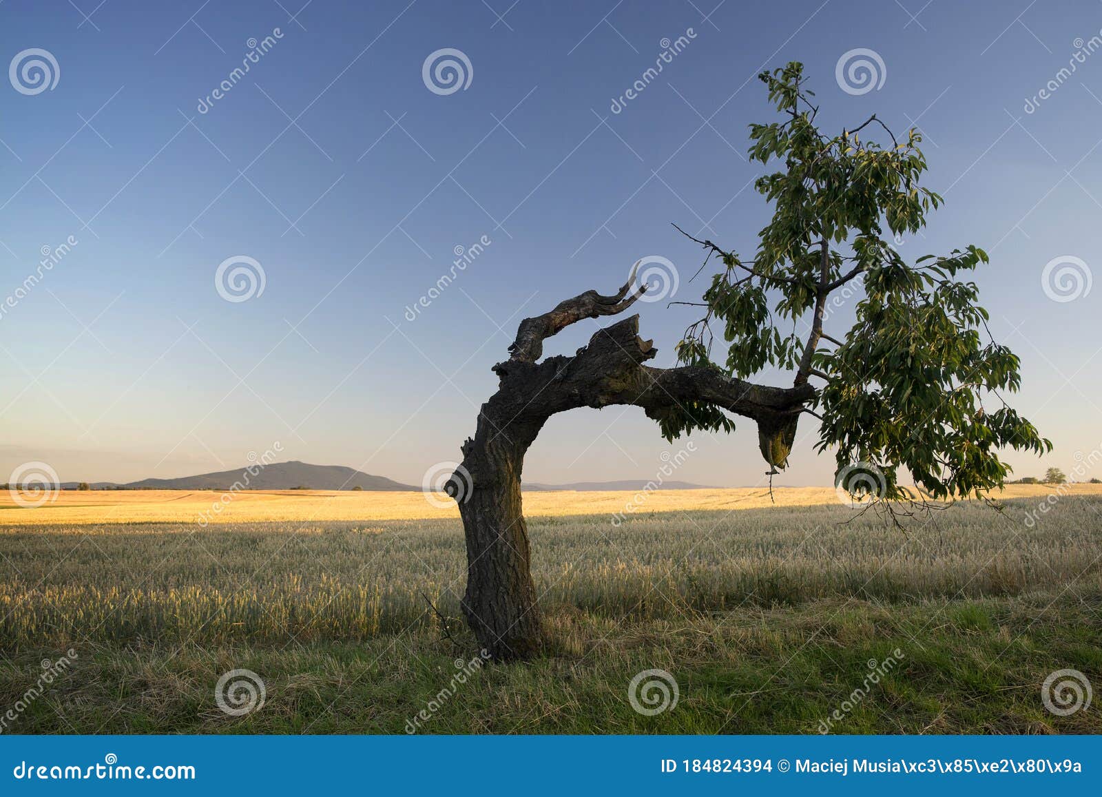 Bent Tree Stock Photography | CartoonDealer.com #118080734