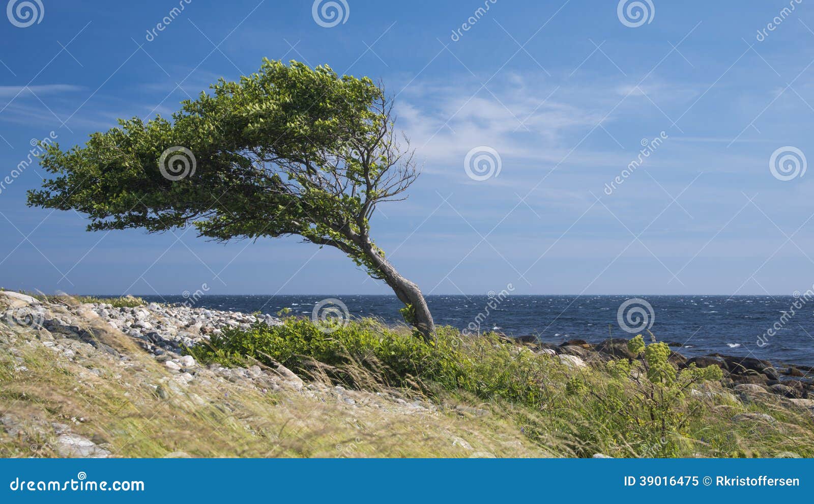 Lonely Bent Tree by the Sea Coast Stock Image - Image of alone, wind ...