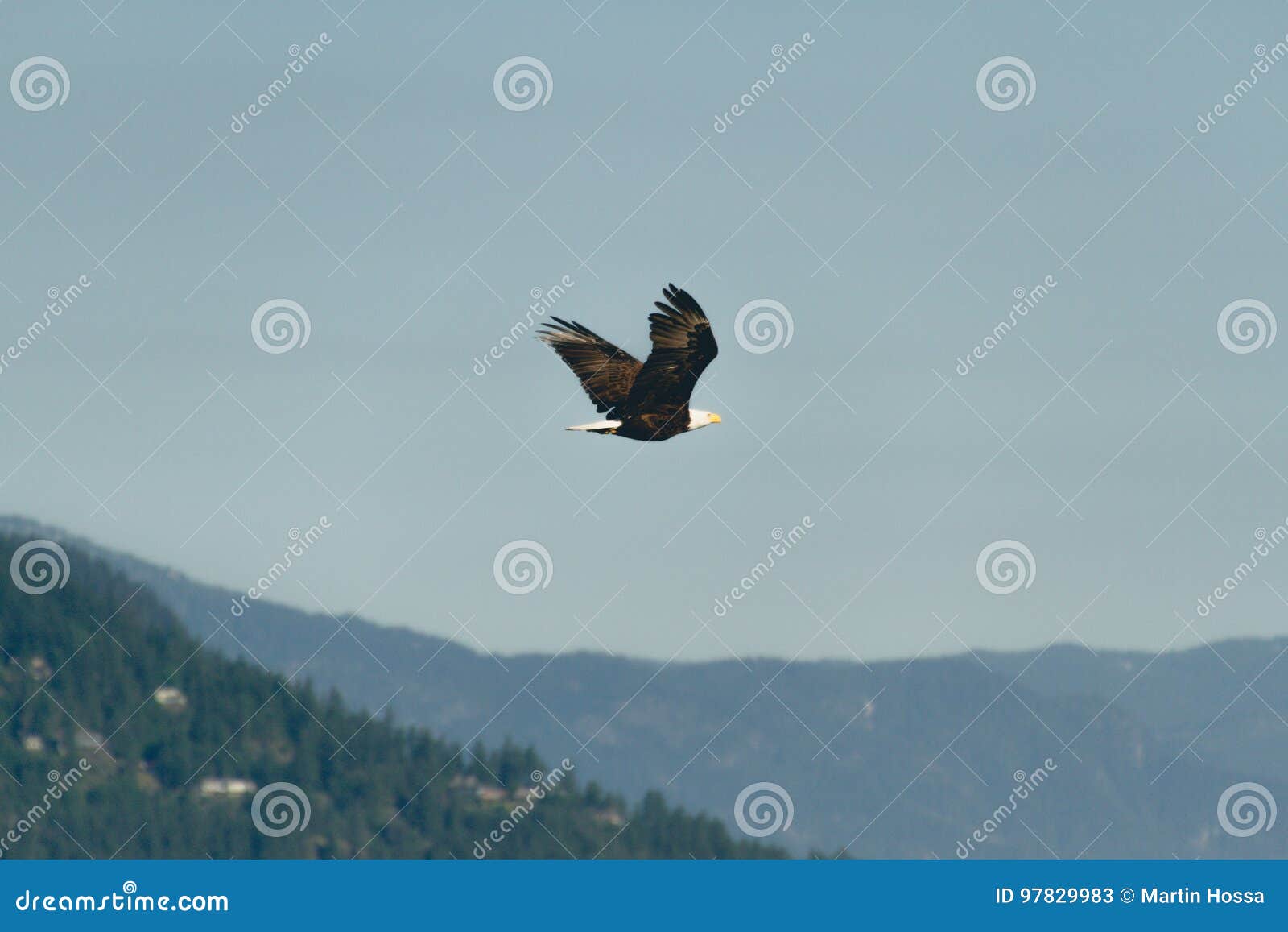 Lonely Big Bird Flying in Air with Clouds Stock Image - Image of ...