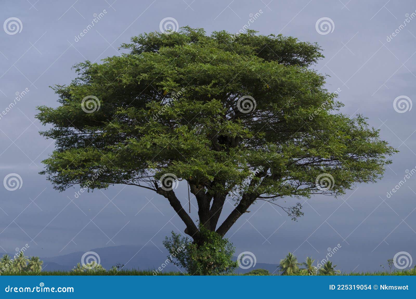 Lonely Big Giant Tree On Blue Sky Background Wallpaper Royalty-Free ...