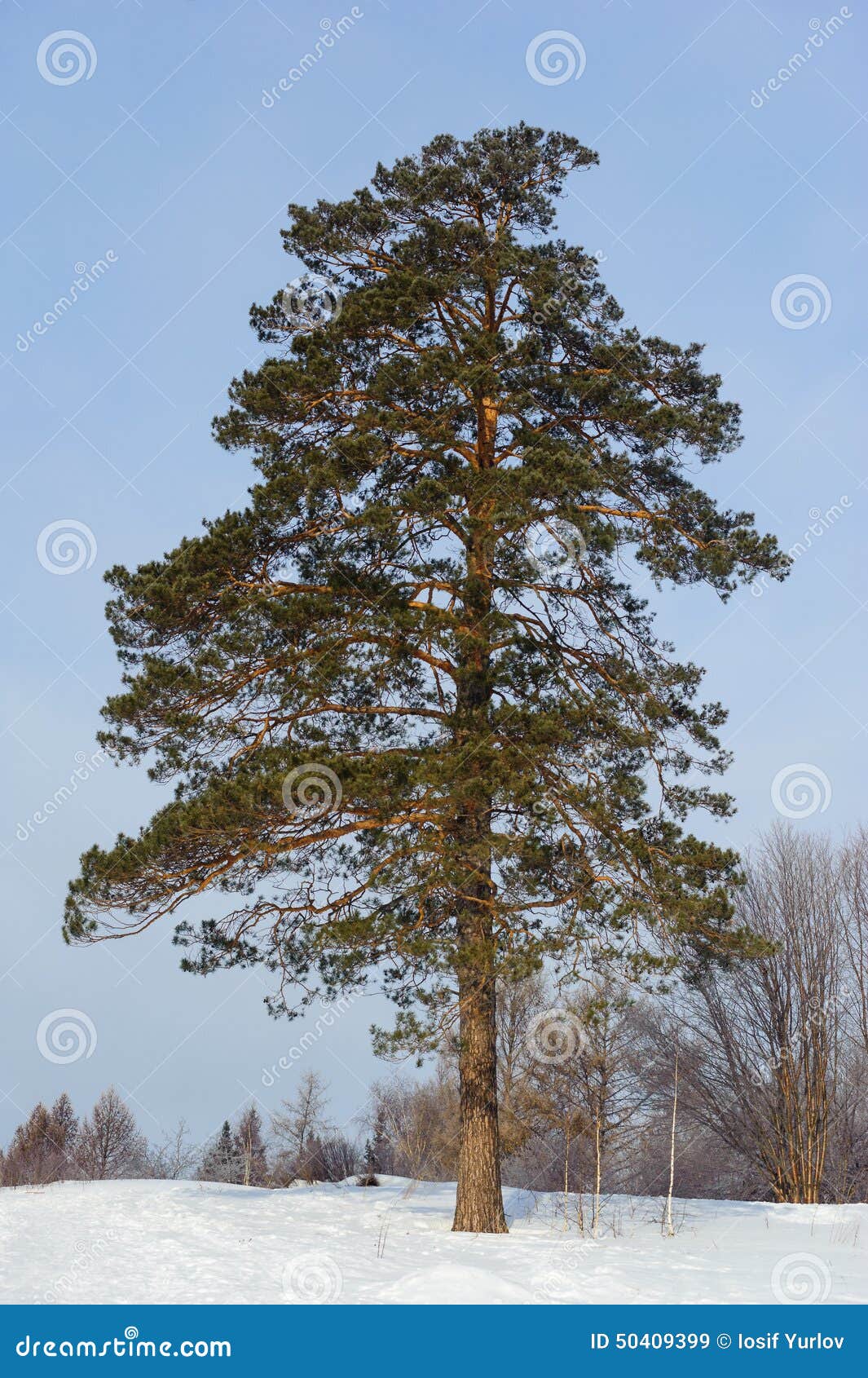 Lonely Big Pine Tree in Winter Stock Image - Image of clouds, rural ...