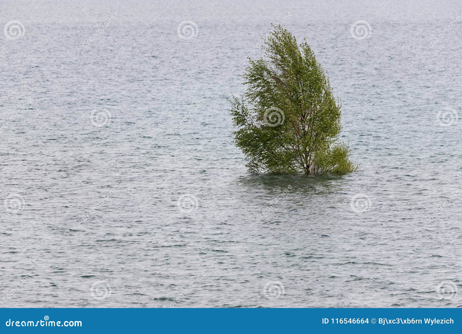 Tree in the flood stock photo. Image of inundated, water - 116546664