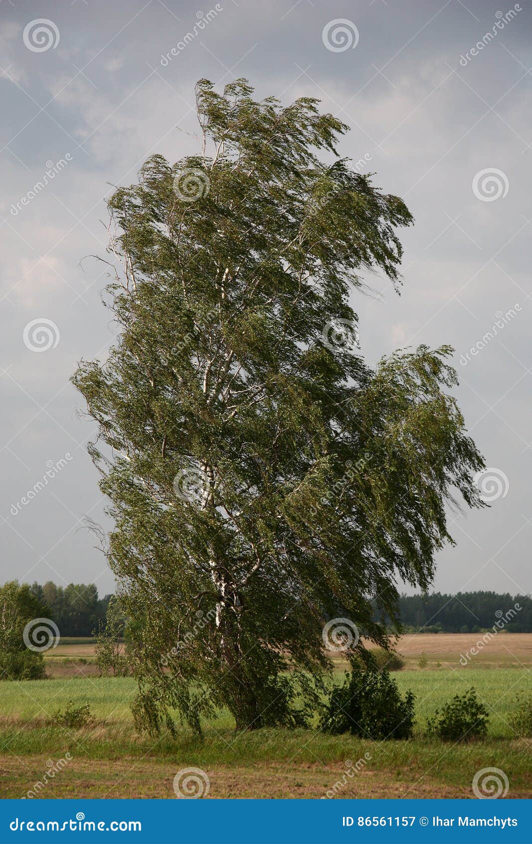 Lonely birch and wind. stock image. Image of costs, bushes - 86561157