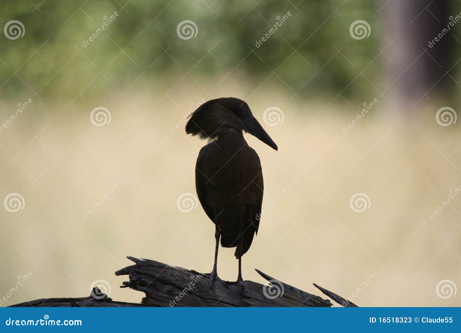 Lonely Bird stock image. Image of wildlife, africa, mamals - 16518323