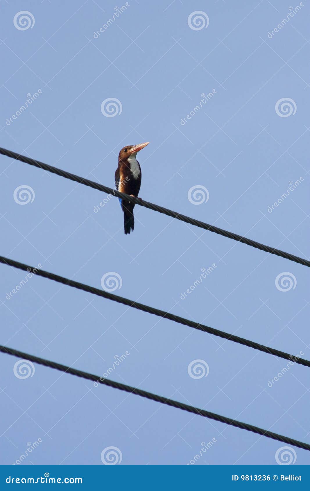 A Lonely Bird stock photo. Image of resting, lonely, standing - 9813236