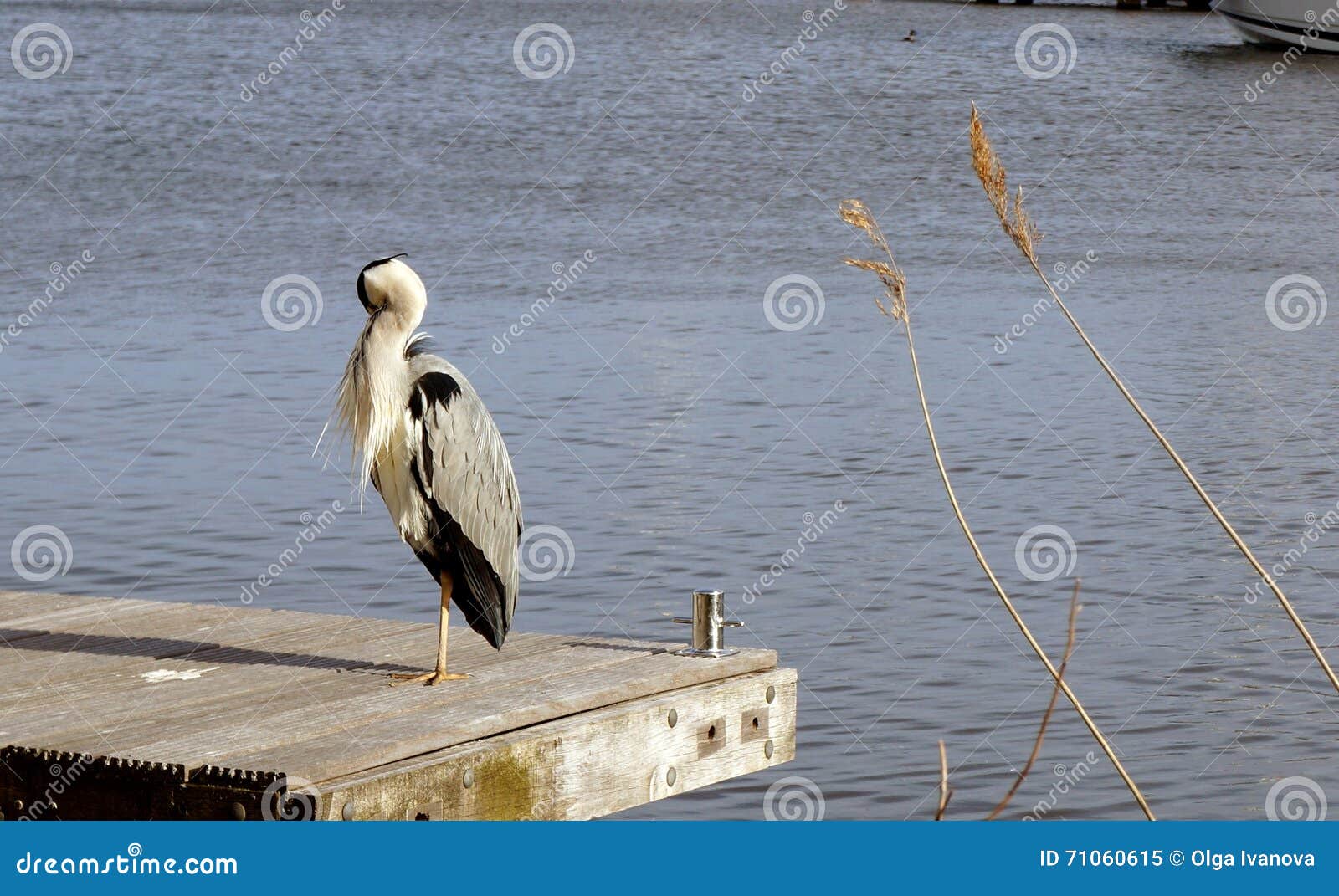 Lonely bird stock image. Image of sunny, animal, nature - 71060615