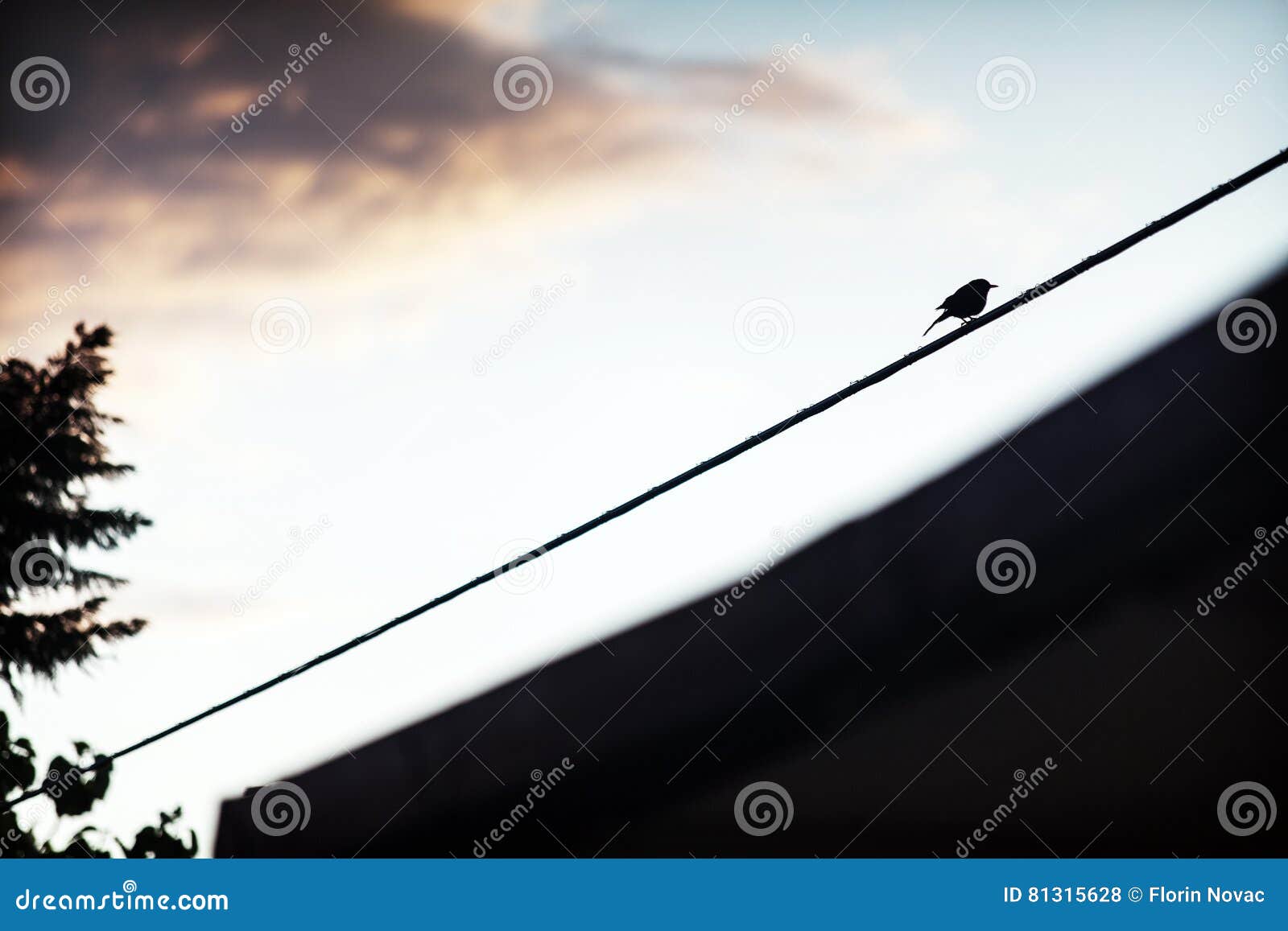 Lonely Bird on Electrical Wire Stock Photo - Image of bird, danger ...