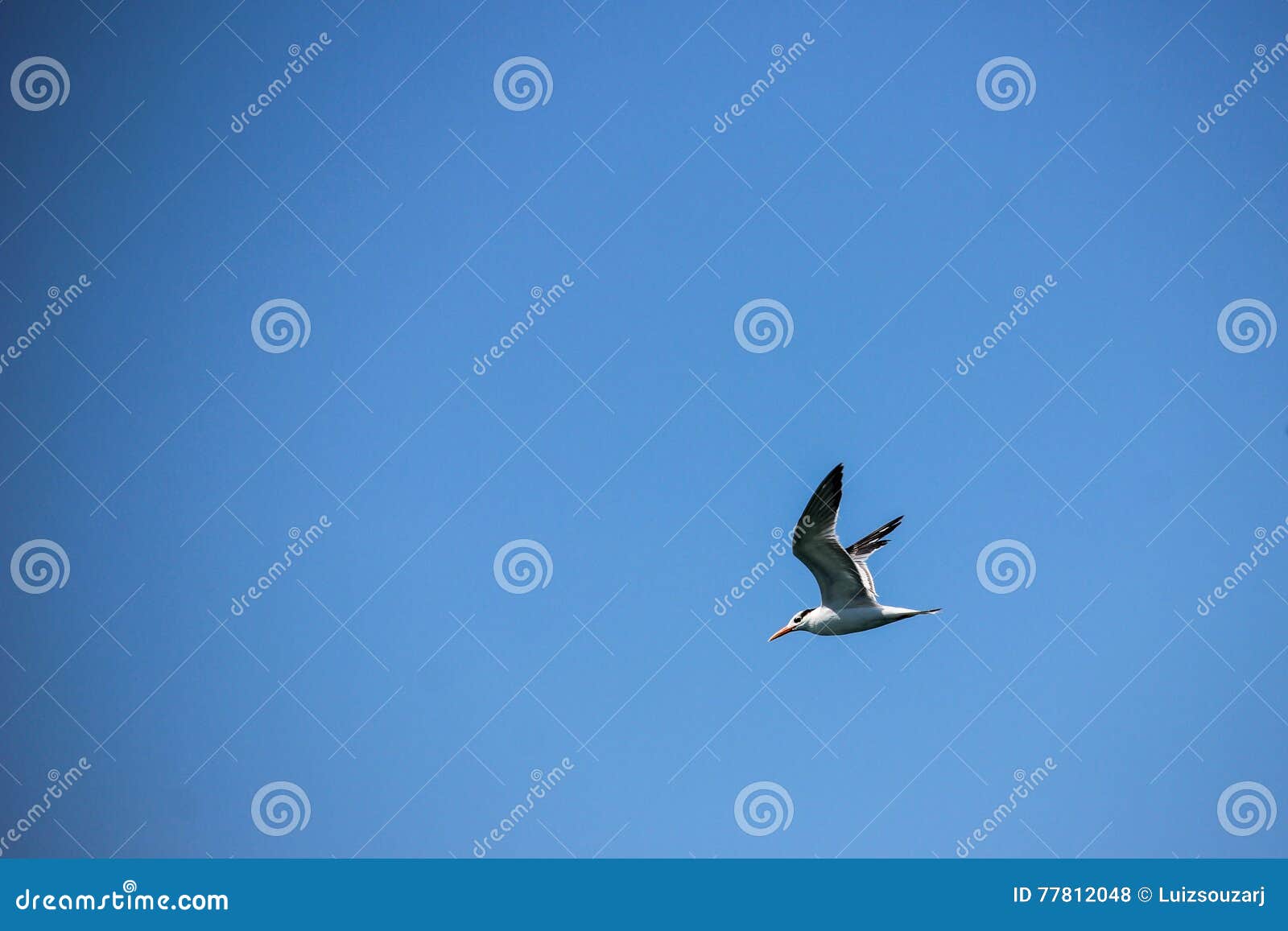 Lonely Bird Flying in Peace Stock Photo - Image of seagull, lonely ...
