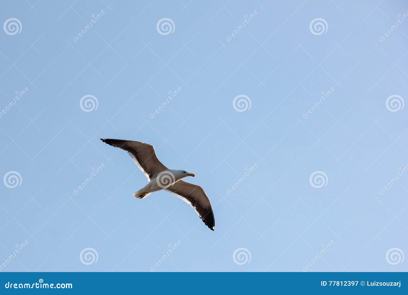 Lonely Bird Flying in Peace Stock Image - Image of animal, seabird ...