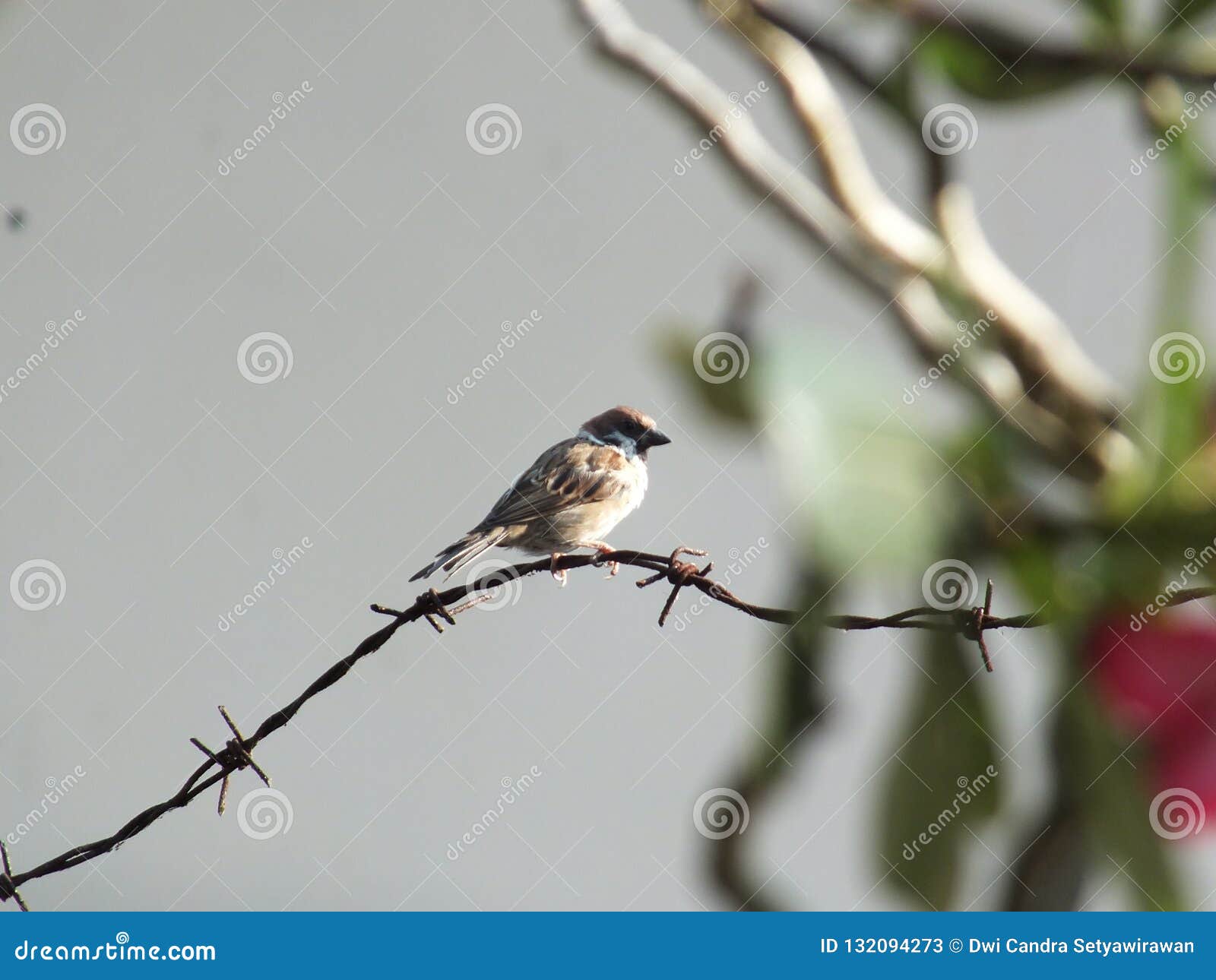Lonely bird stock image. Image of lonely, kind, bird - 132094273