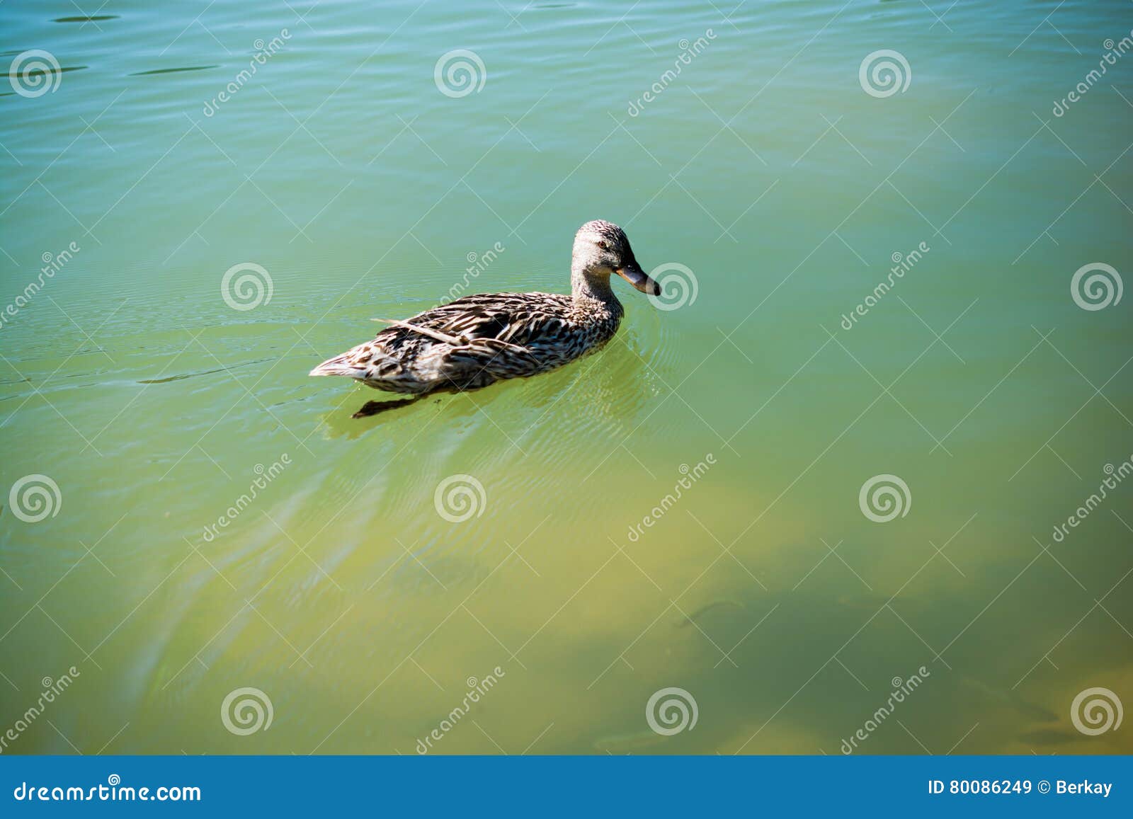 Lonely Bird Lives in Natural Environment Stock Image - Image of birds ...
