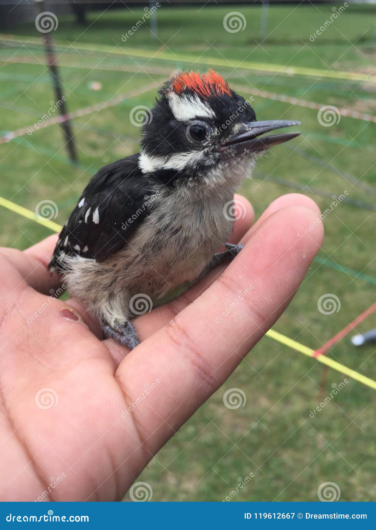 Lonely bird stock image. Image of lonely, lost, cute - 119612667