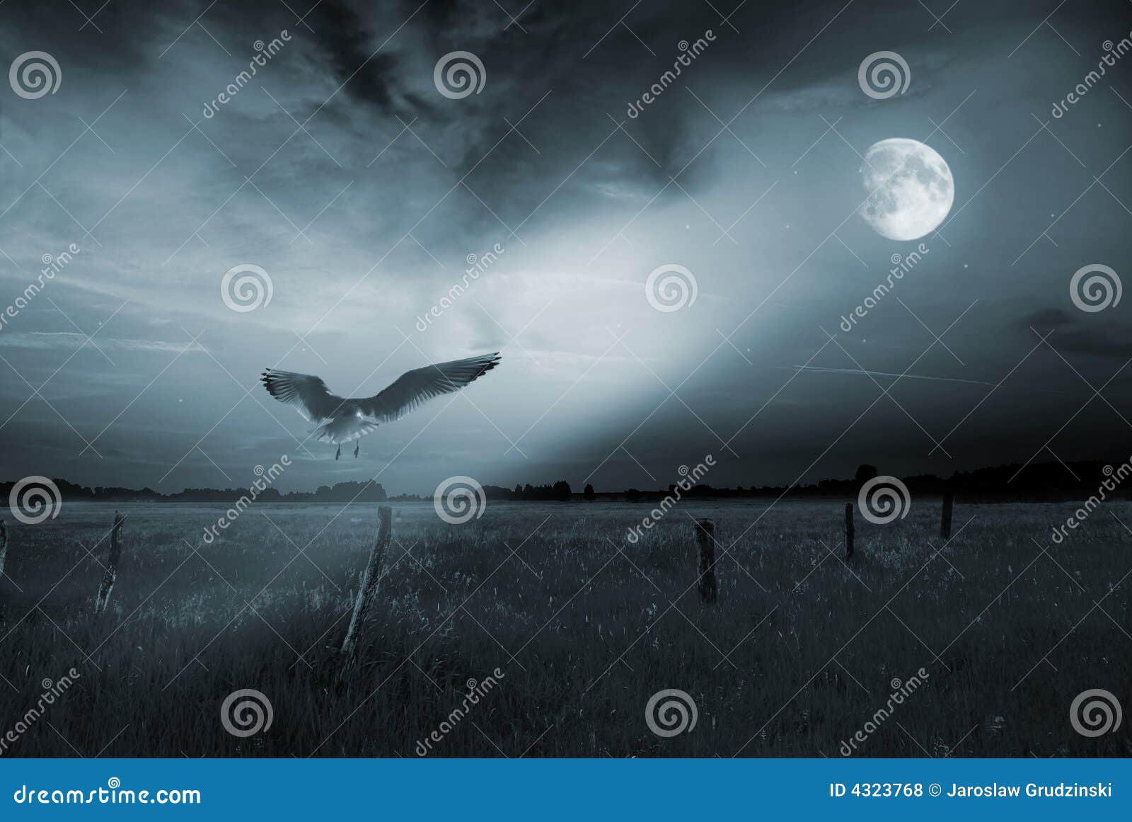 Lonely bird in moonlight stock photo. Image of season - 4323768