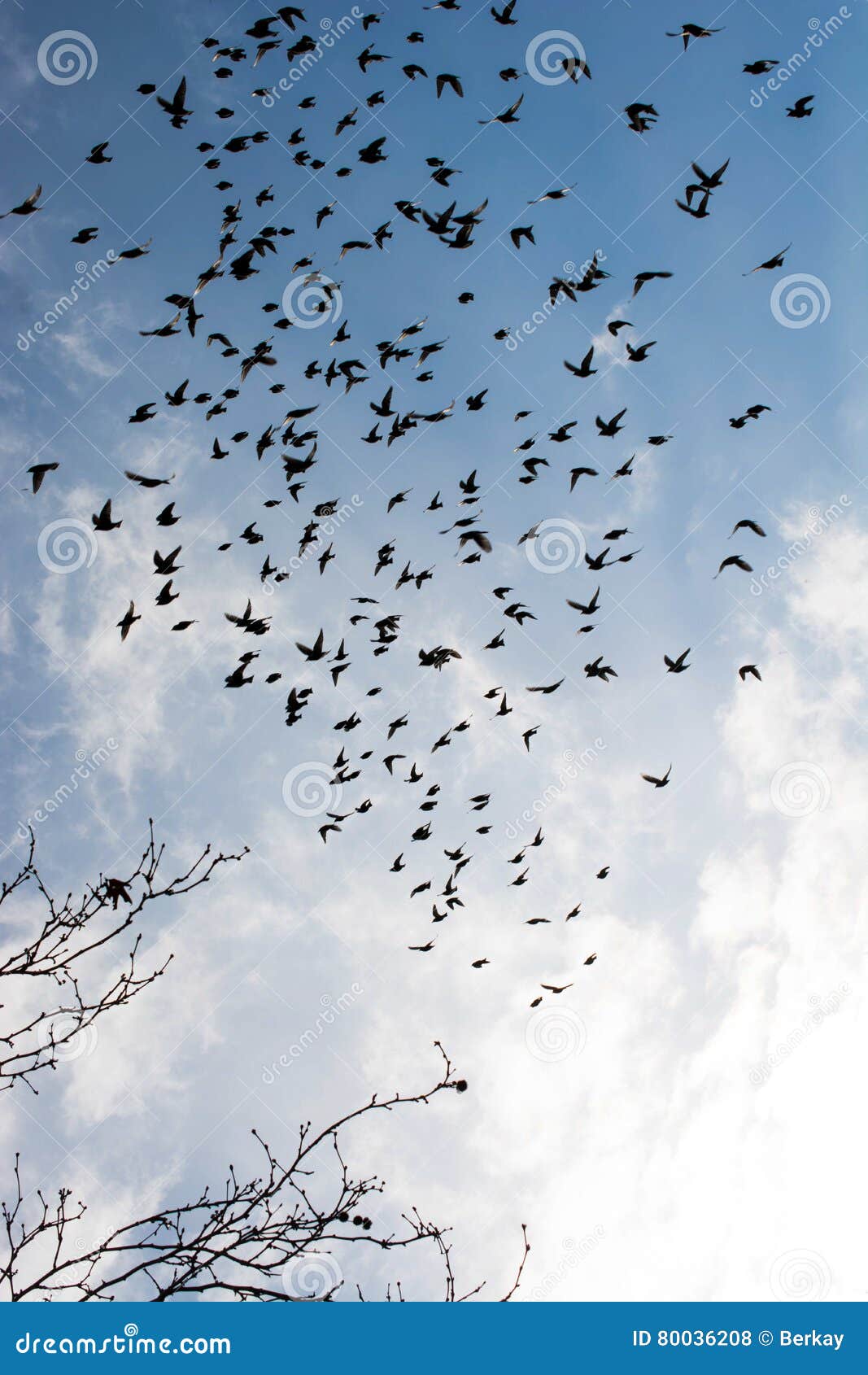 Lonely Bird in the Natural Environment Stock Photo - Image of stand ...