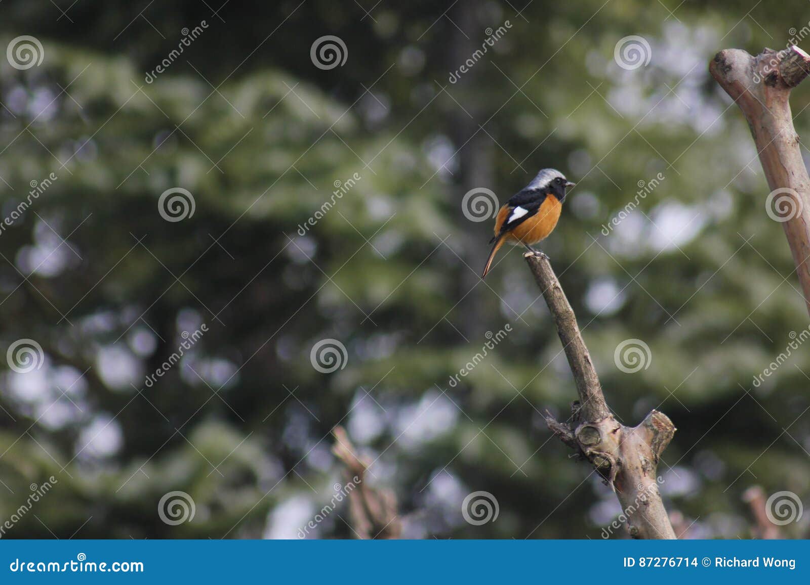 A Lonely Bird Standing the Branch Stock Photo - Image of bird, city ...