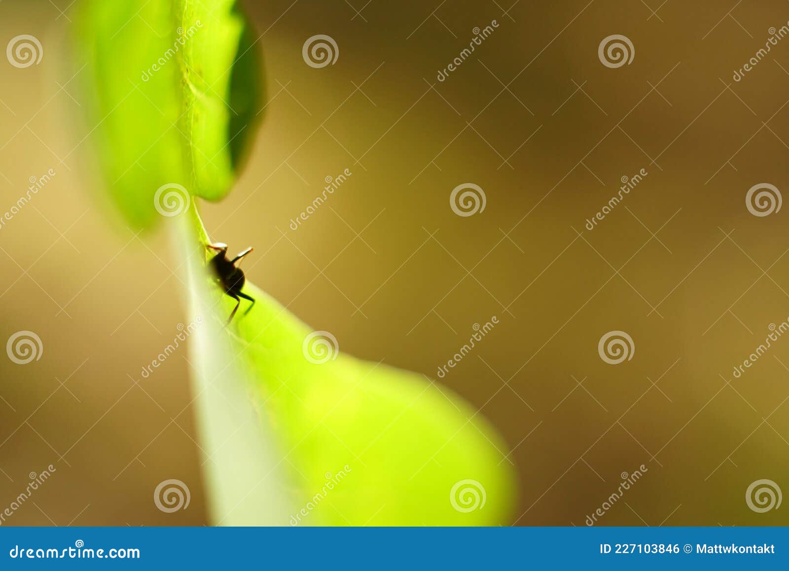 Lonely Black Ant (Lasius Niger) on a Oak Leaf (Quercus) in Sunset Light ...