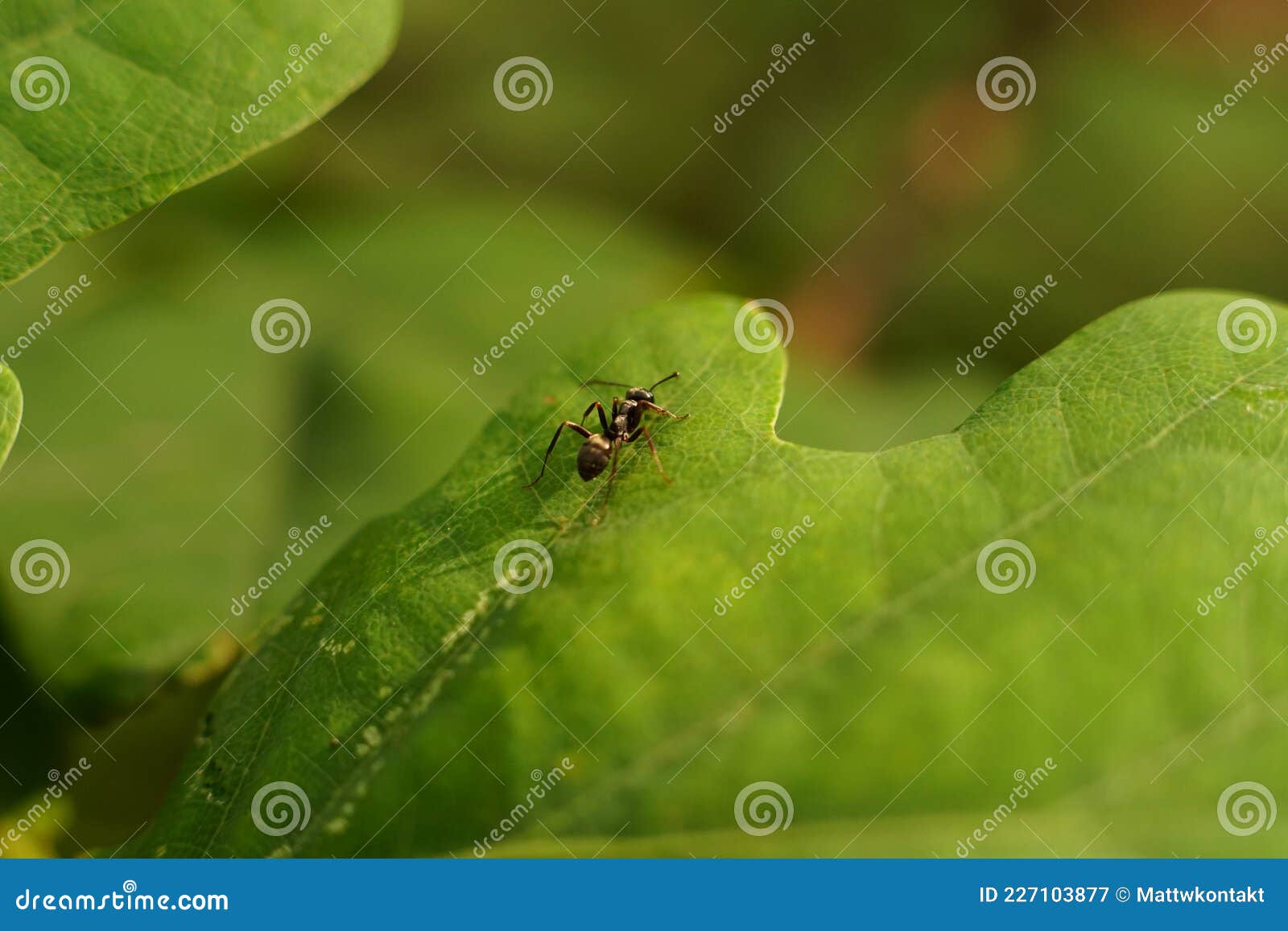 Lonely Black Ant (Lasius Niger) on a Oak Leaf (Quercus) in Sunset Light ...
