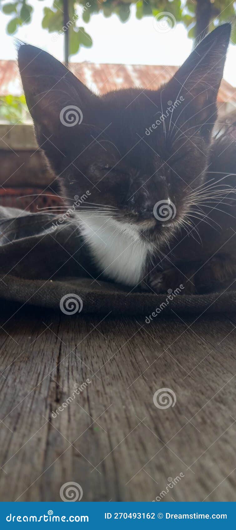 A Lonely Black Kitten with a Sad Face Stock Photo - Image of lonely ...