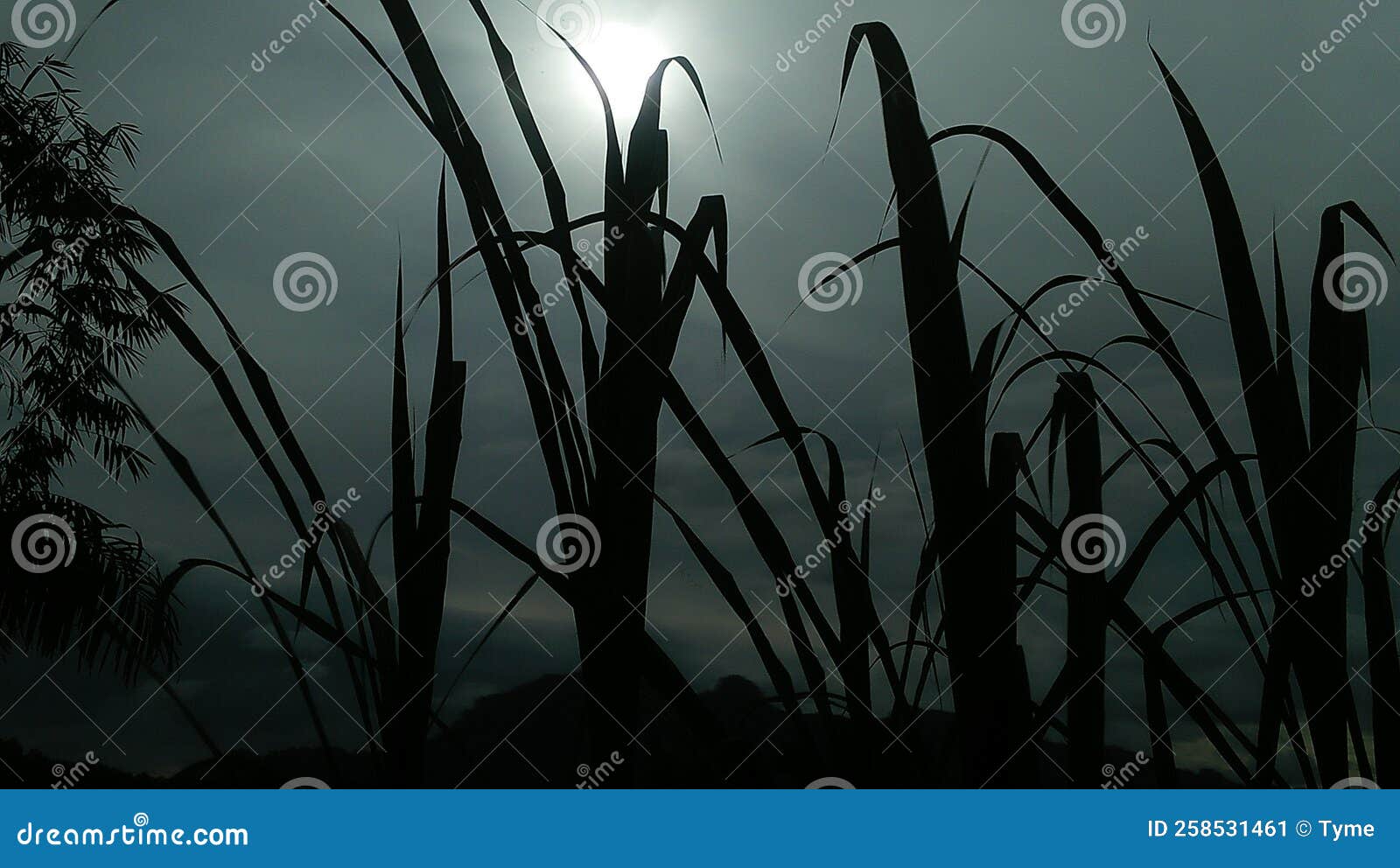 Lonely Black Nature Bright Sun Stock Image - Image of bright, nature ...