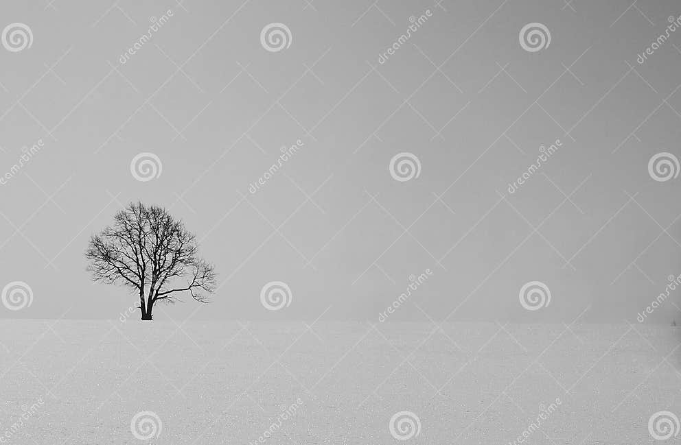 Lonely Black Tree in a Field in Winter Stock Photo - Image of branch ...