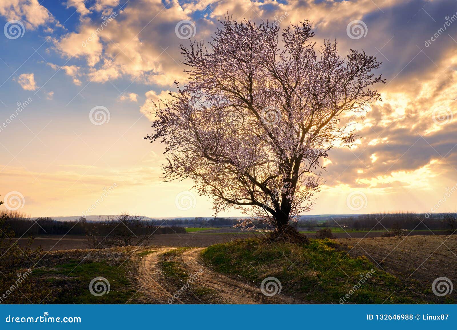 Oak Tree In Countryside Royalty-Free Stock Image | CartoonDealer.com ...