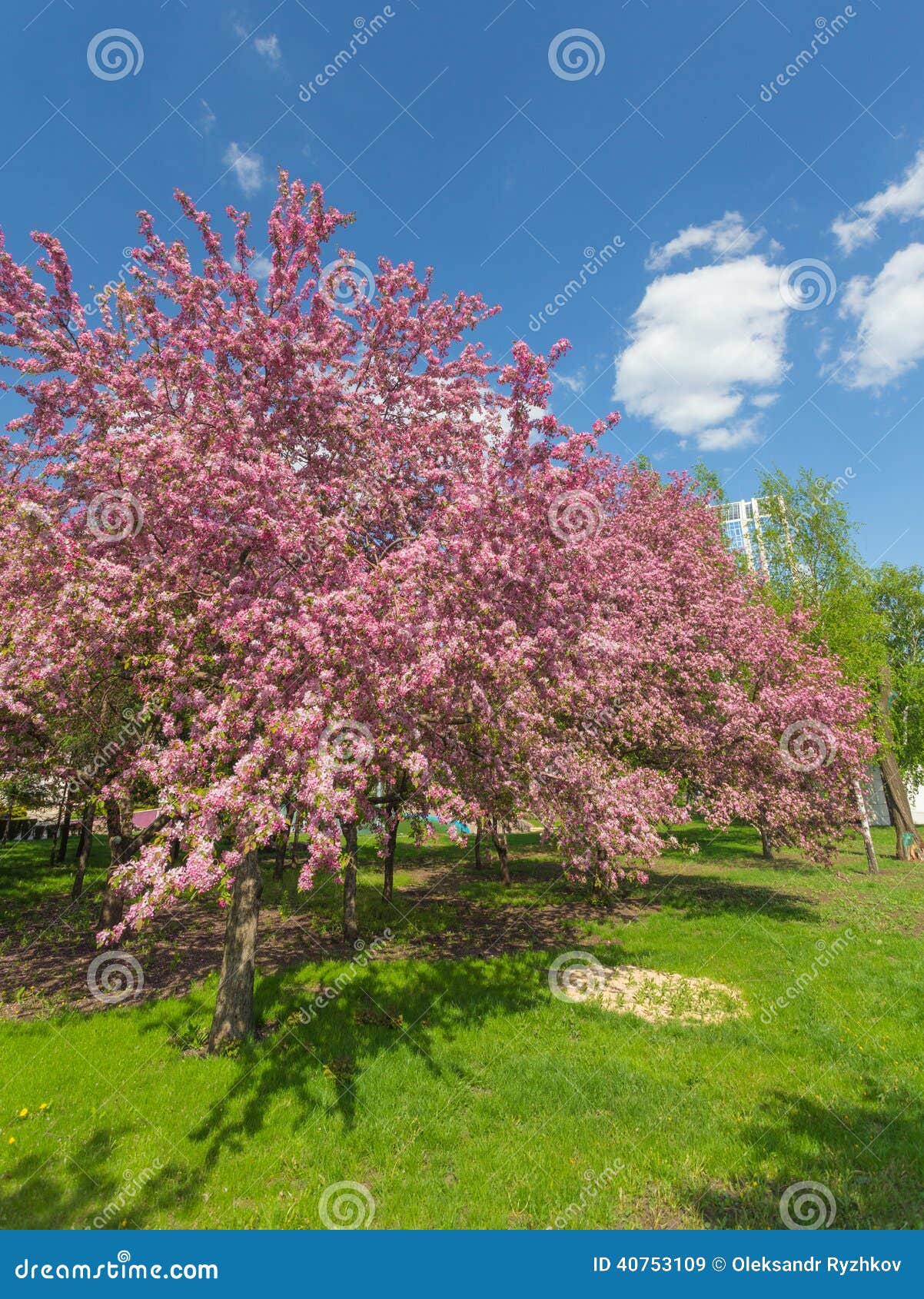 Lonely Blossoming Tree in Field Stock Image - Image of beauty, color ...