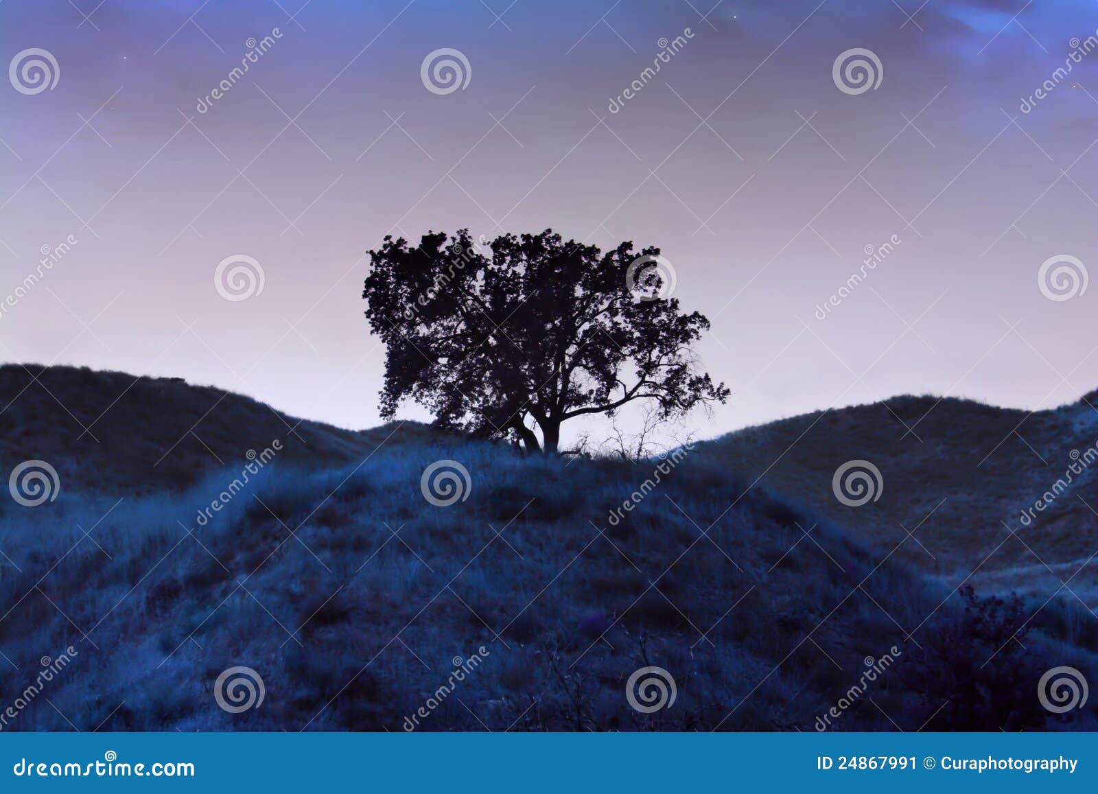 Lonely blue tree stock image. Image of mystic, melancholy - 24867991